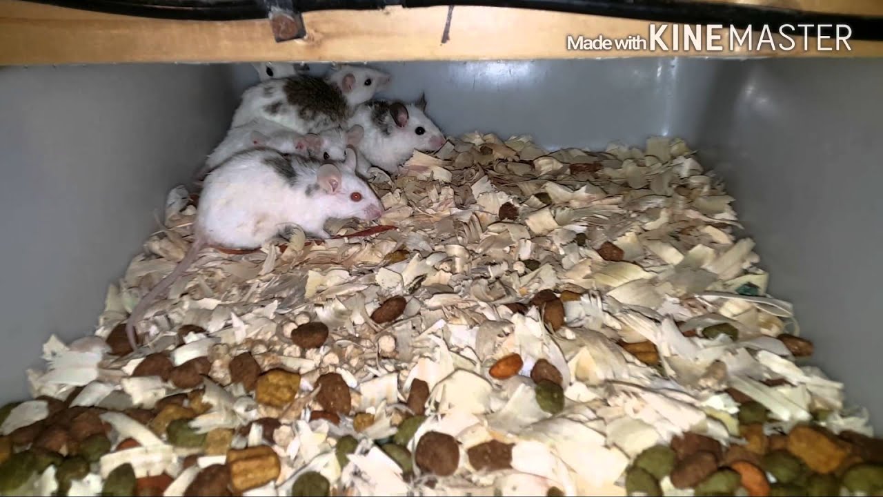 Ball python addition and rodent rack update - YouTube