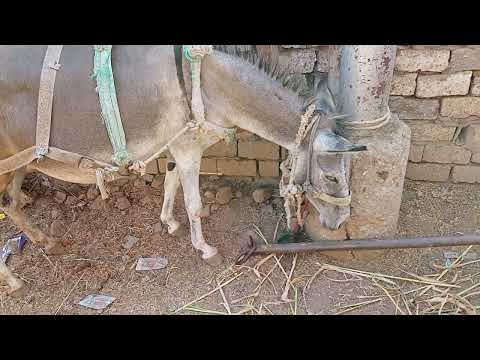 Funny Donkey 🐴😅