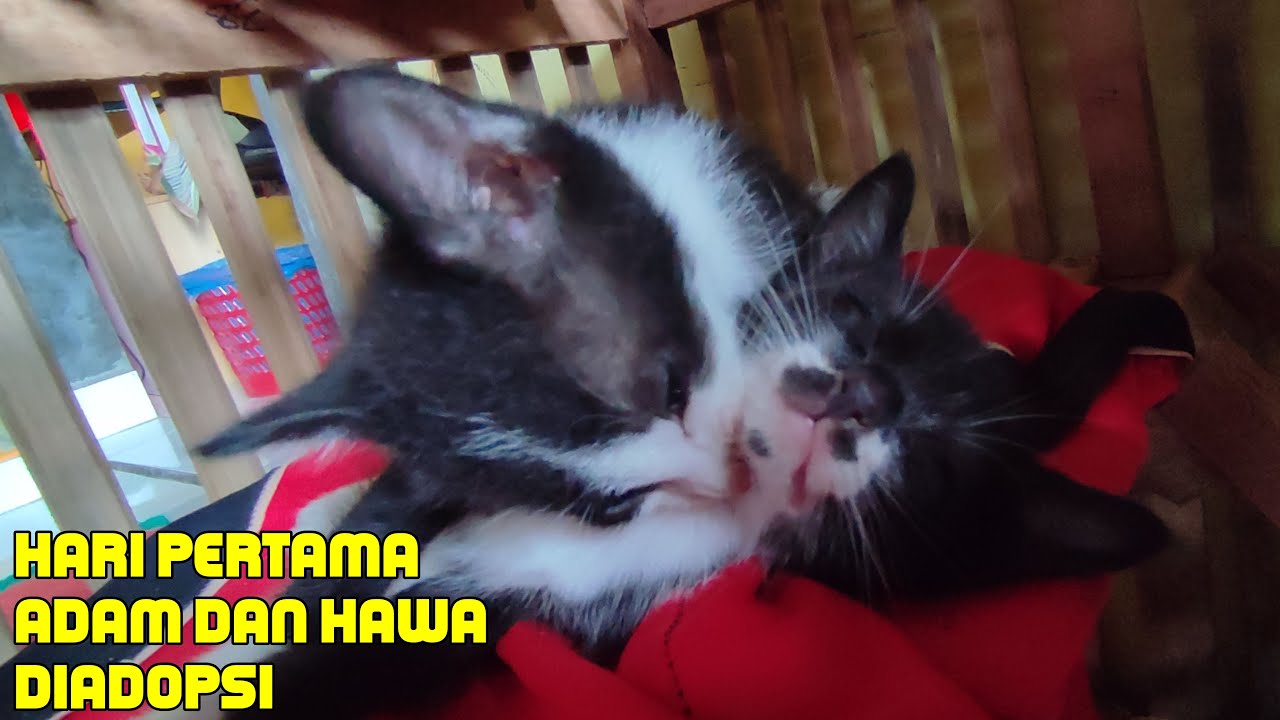 Hari Pertama Adopsi Kucing Baru | Adam Hawa Anabul - YouTube