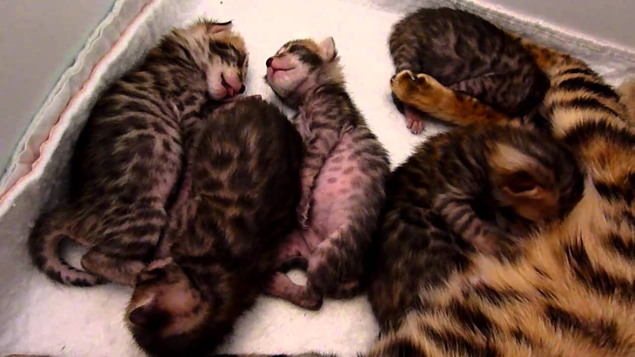 New born bengal kittens - YouTube