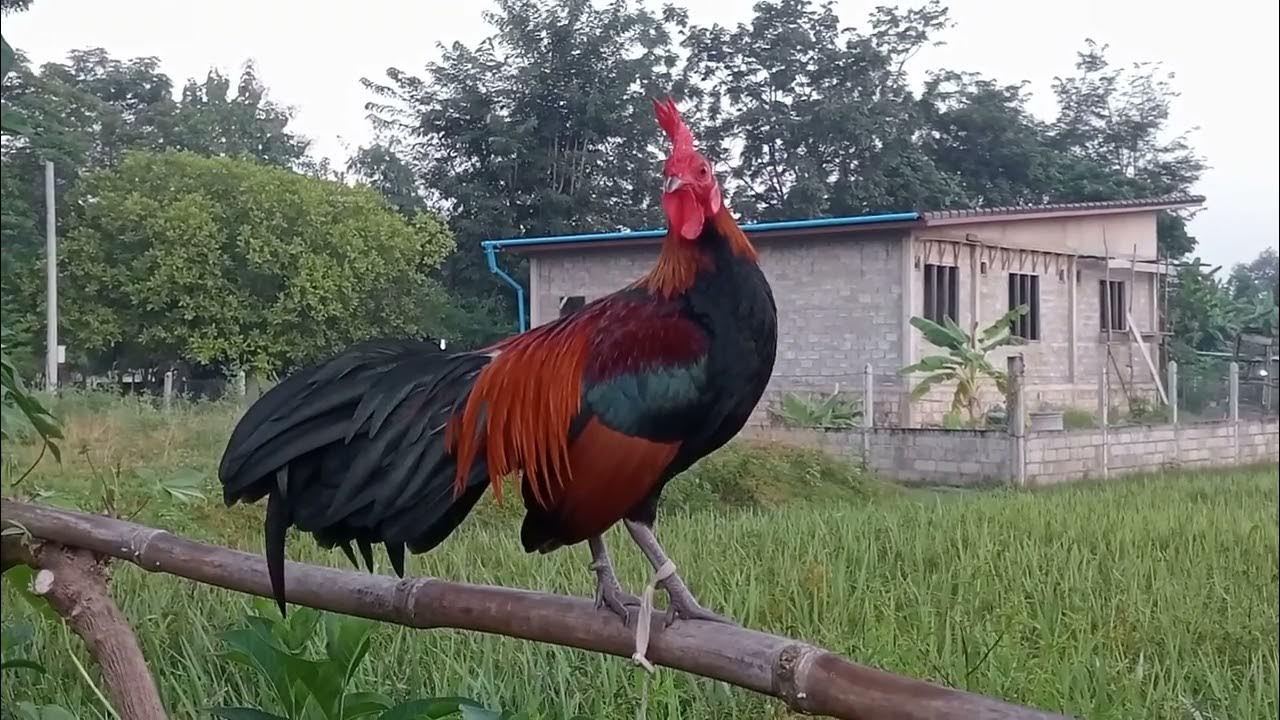 8 (10) qaib dib tuaj zoo heev nawb qaib f2. 2024 - YouTube