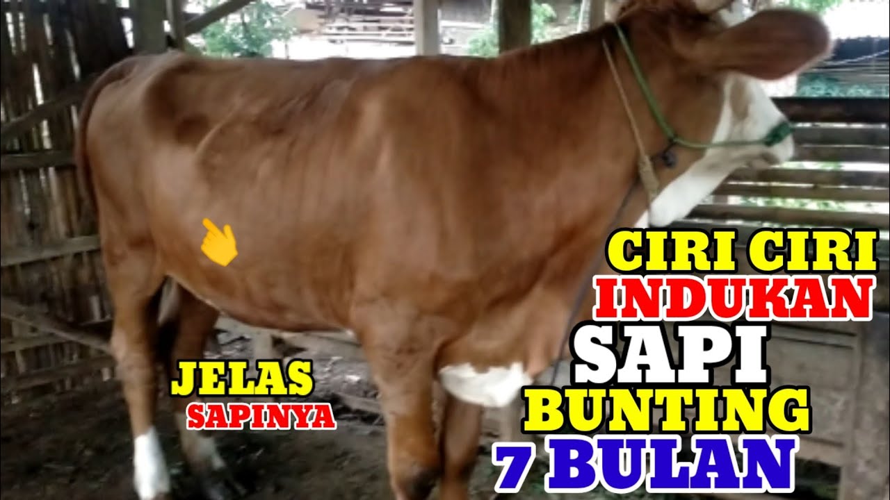 CIRI CIRI SAPI BUNTING 7 BULAN DENGAN SAPI KULIT TEBAL SUPER# - YouTube