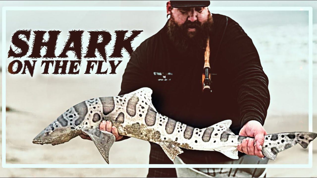 Fly fishing for leopard sharks in Santa Monica | Southern California ...