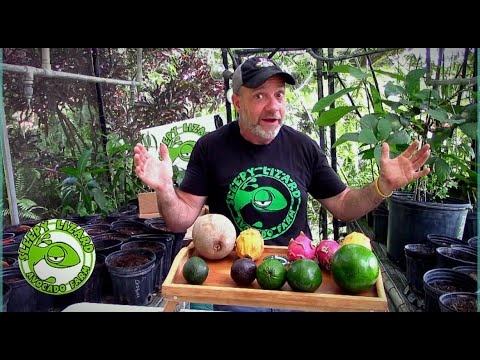 Comparing Wild Avocados to Homegrown and Store Bought Avocados - YouTube