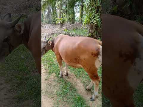 Bocil nampang sek...