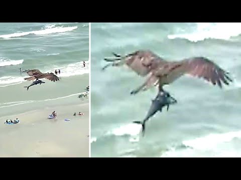 Residents At Myrtle Beach Report Encountering A Massive Bird Carrying A ...