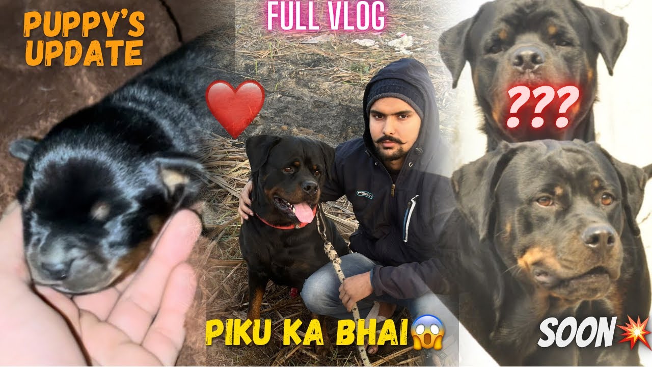 Piku k bhai Kevin se Milne k lye gye😱dusty k puppy ka update 😘full vlog ...