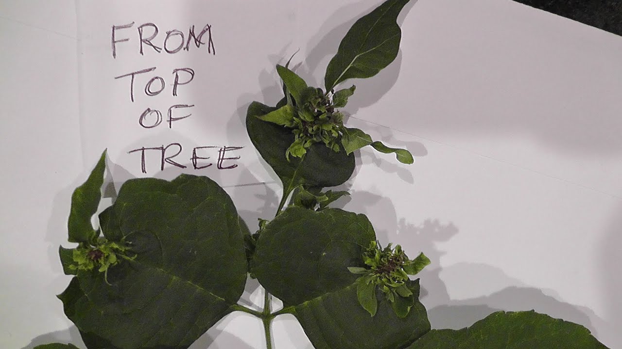 See the Mutated Tree at My House update 7/18/16 - YouTube