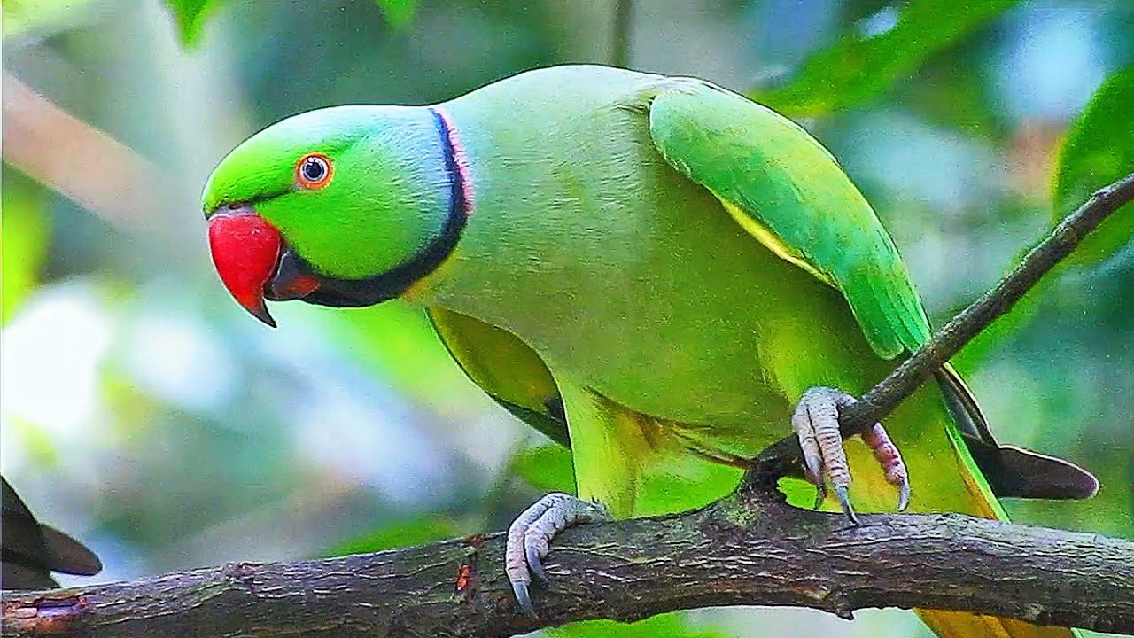 Ringneck Parrot Sounds Compilation - YouTube