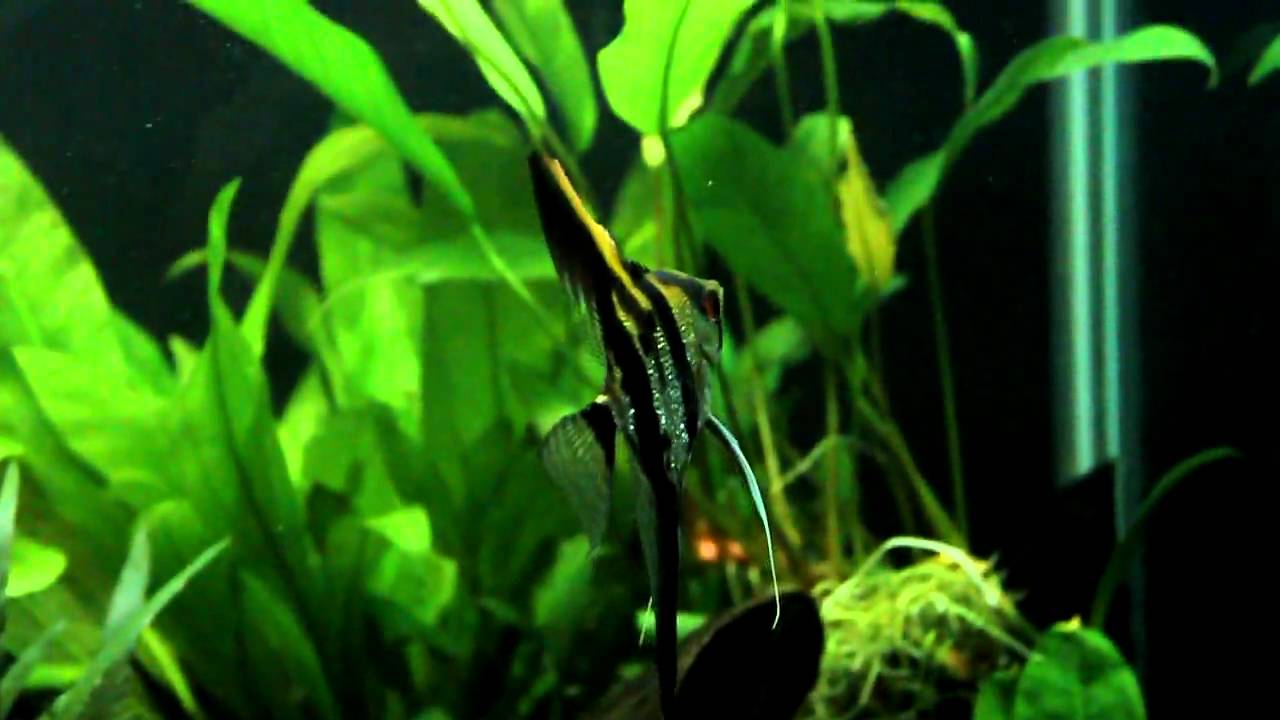 Angelfish fry beginning the free-swimming stage - YouTube