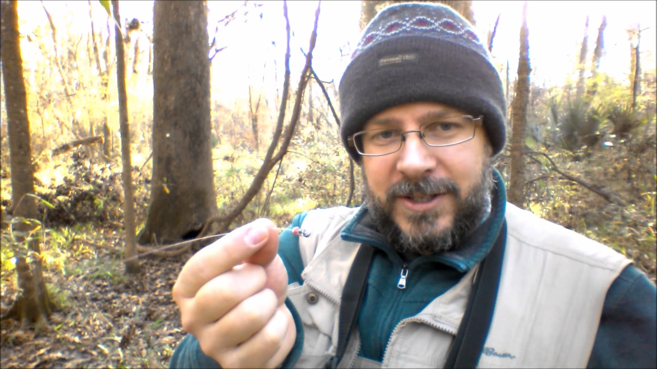 Chasing Bats at Congaree - Episode 6: Listening for Bats - YouTube