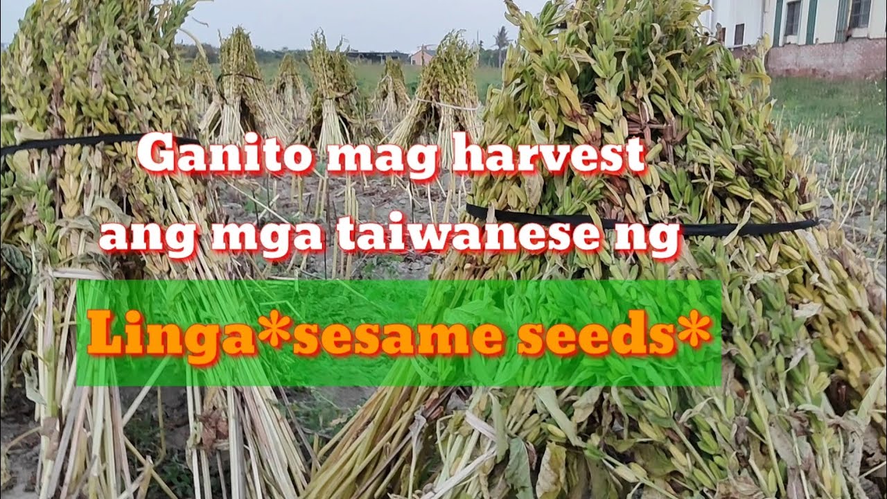 Part 1 "Ganito ang style ng mga taiwanese sa pag harvest o pag ani ng ...