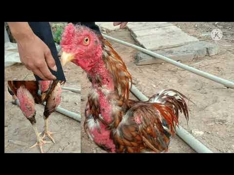 Qhia xaiv lau qaib & poj qaib ua tau me nyuam ntaus zoo - YouTube