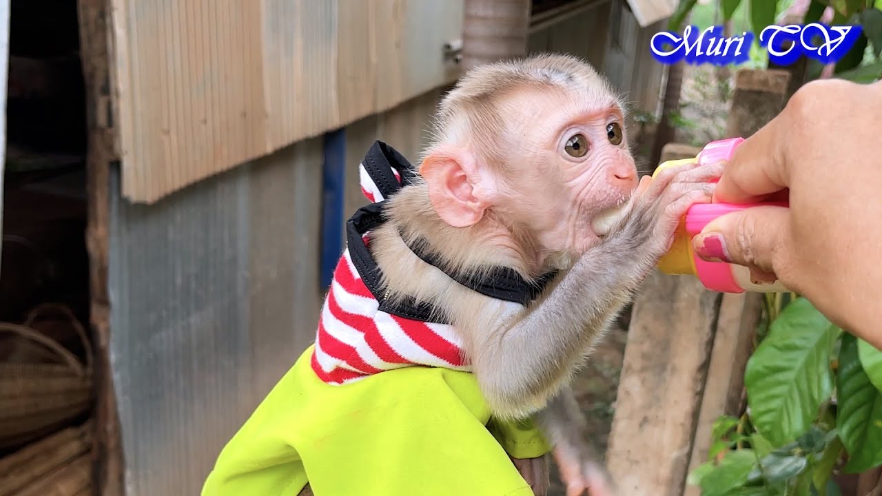 Muri monkey, she wants a friend to play with her. - YouTube