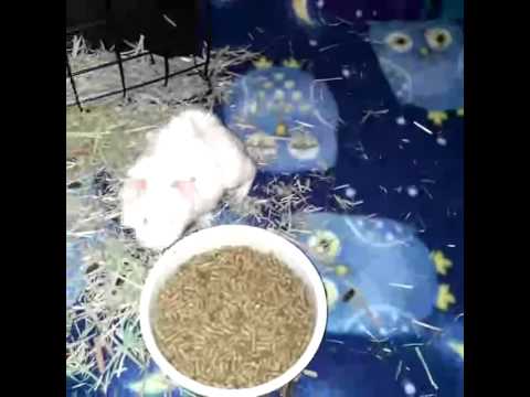 Mouse's Ear Infection - YouTube