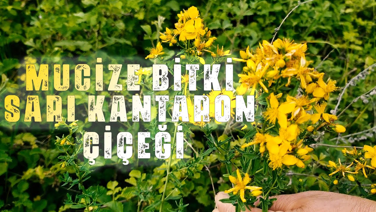 Şifalı Bitki Sarı Kantaron Çiçeği ve Kantaron Yağı - Hypericum ...