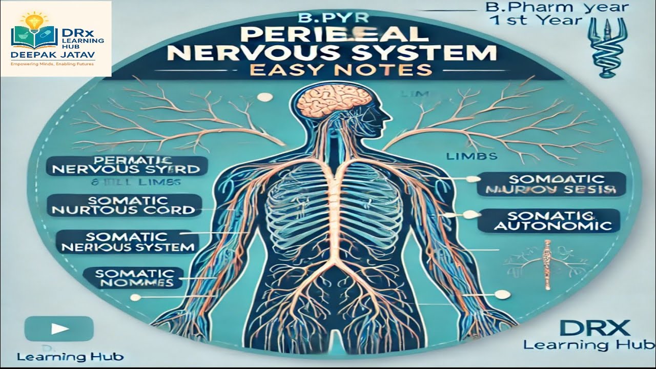 Peripheral Nervous System (PNS) – Human Anatomy & PhysiologyB.Pharm 1st ...