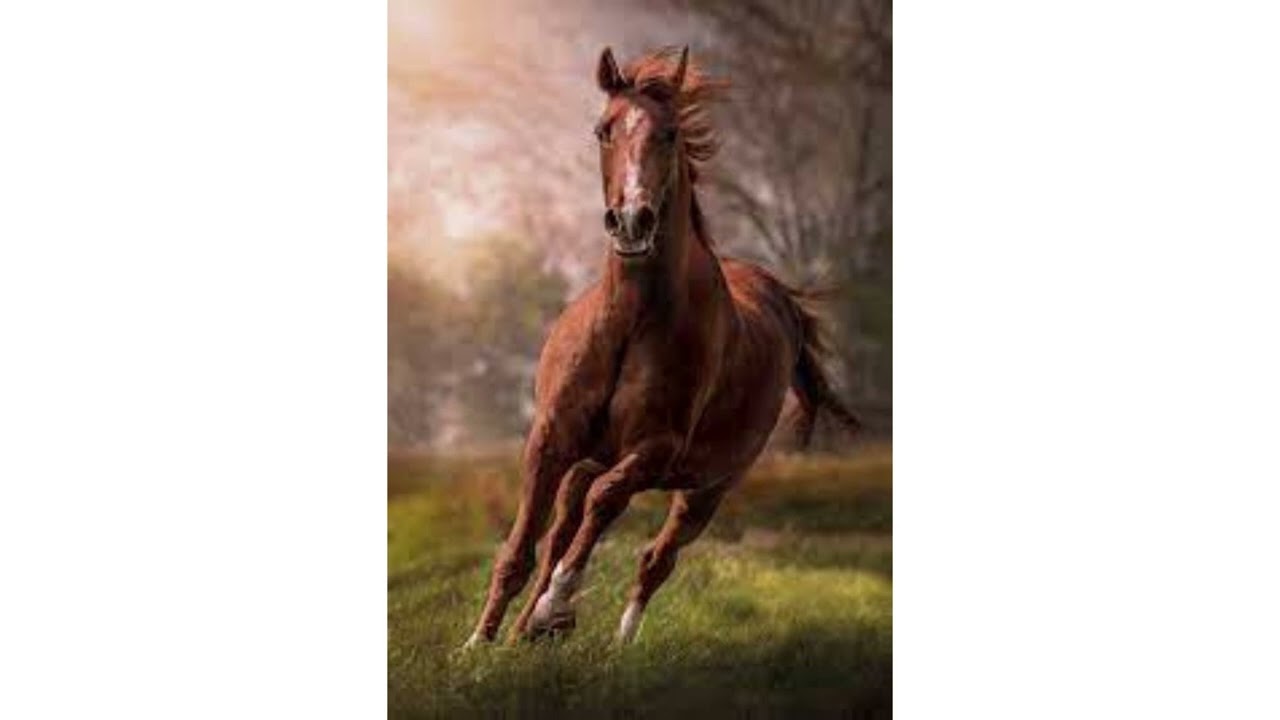 horse fast gallop sound effect - YouTube