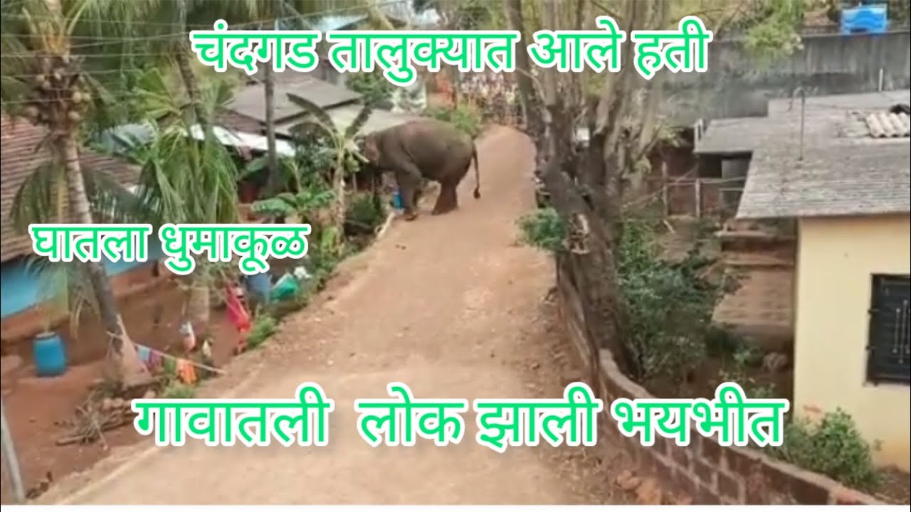 chandgad talukyat aale hati##ghatla dhumakul ##gavatli lok zali hairan ...
