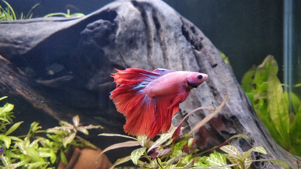 Visiting a friends Betta Tank - YouTube