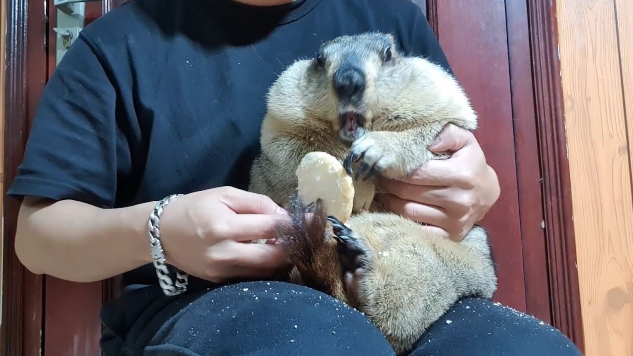 Marmot humorously kept throwing the cake I gave him to the ground - YouTube