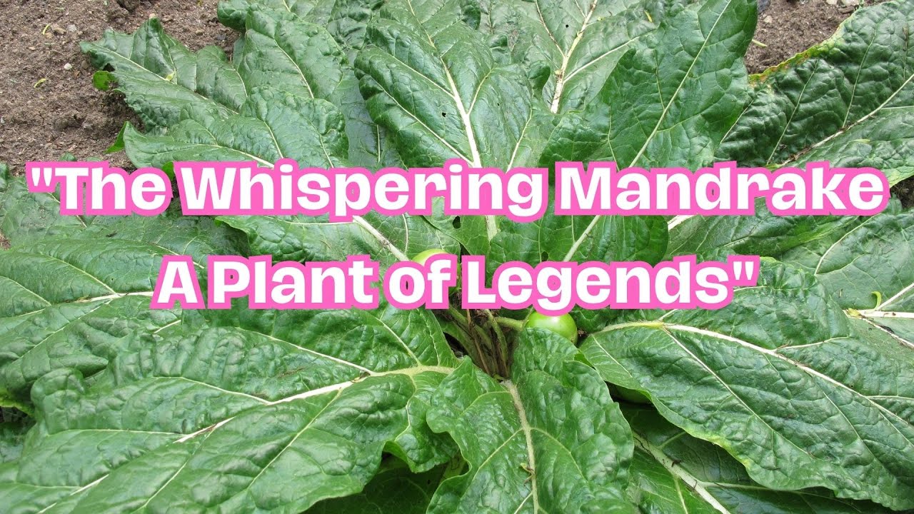 The Whispering Mandrake A Plant of Legends - YouTube
