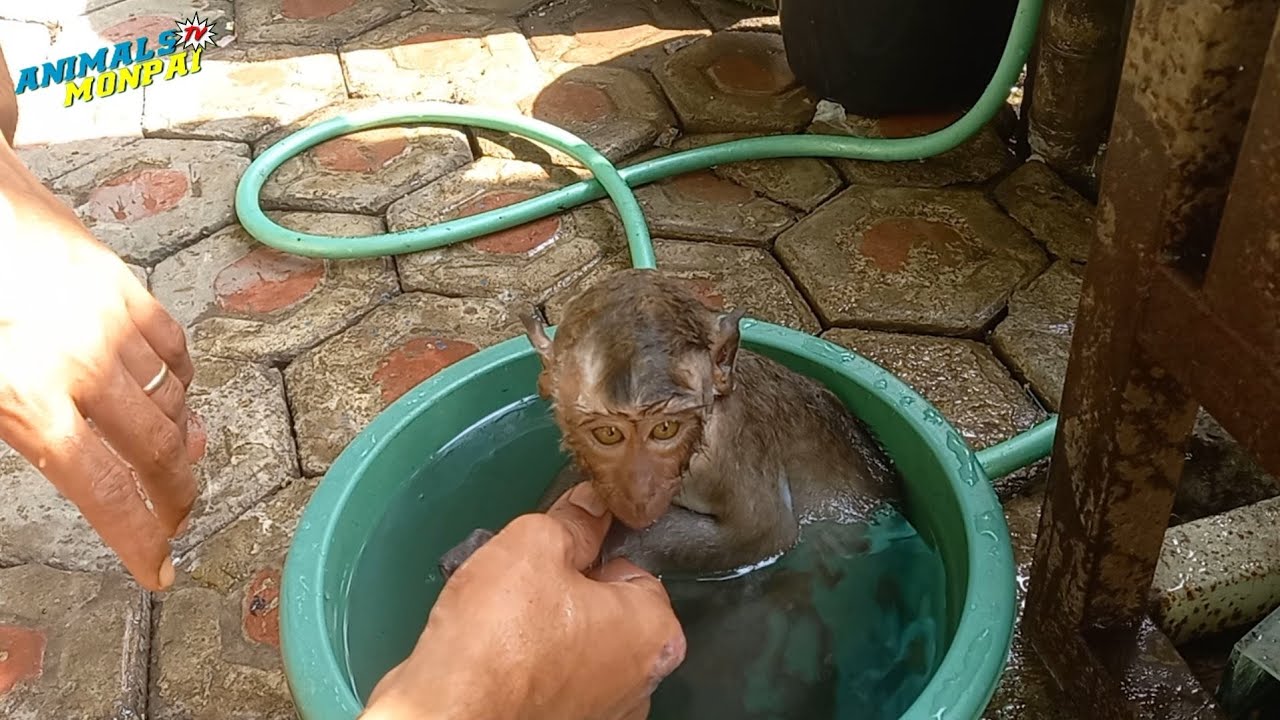 cute monpai moki bathing in a bucket #animalsmonpaitv #monpailucu # ...