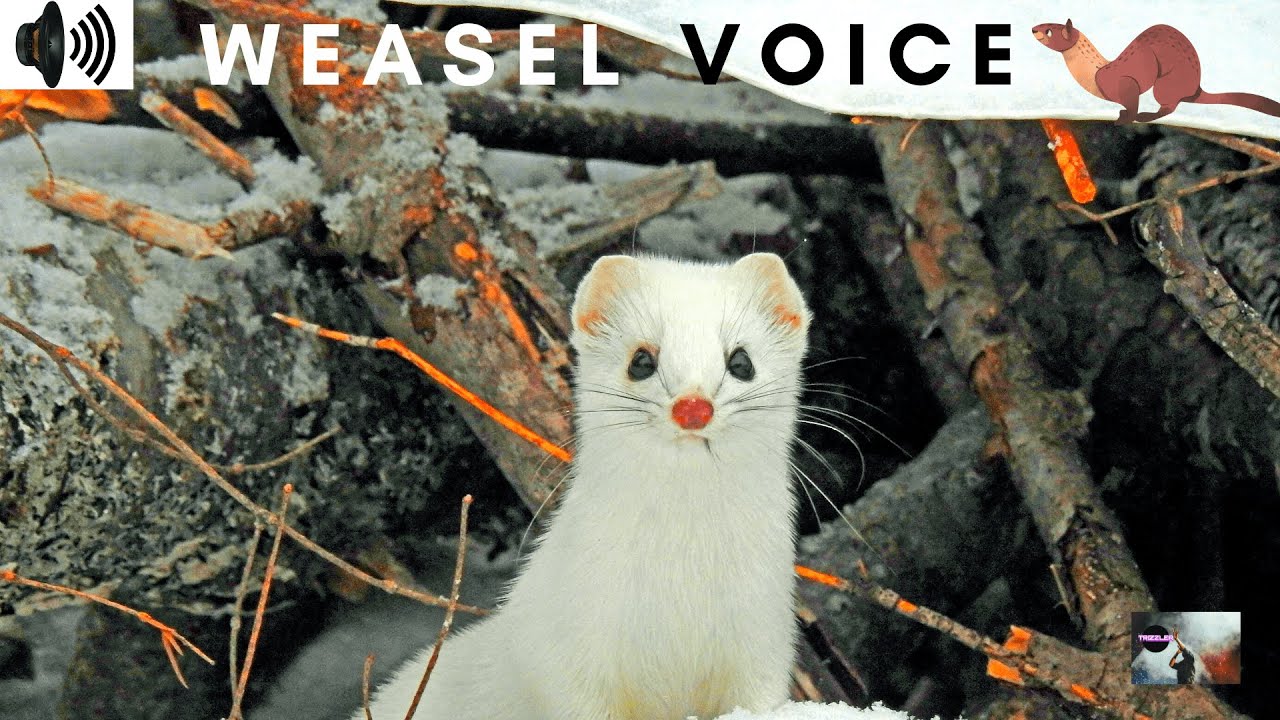 WEASEL VOICE | MAMMAL | MUSTELA |MUSTELIDAE | CARNIVOROUS |TRIZZLER ...