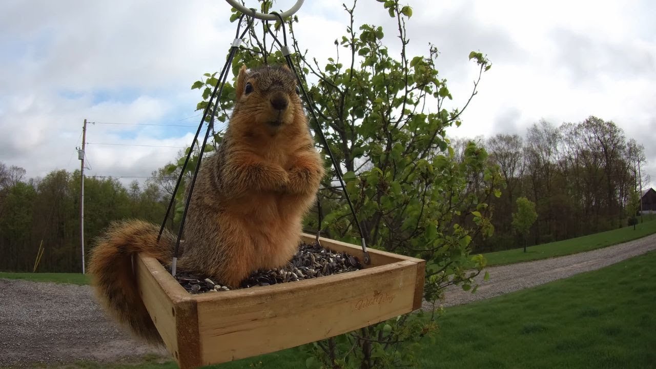 Cute squirrel taking over a bird feeder! - YouTube