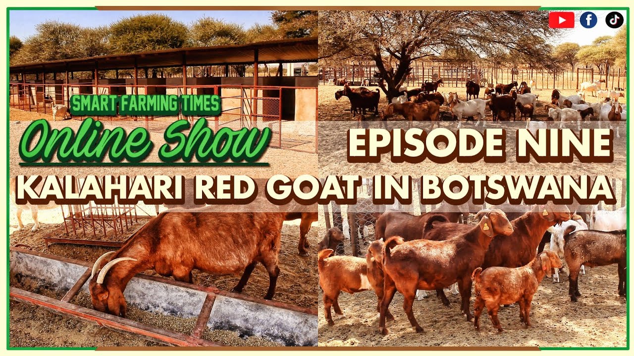 Smart Farming Times Online Show Episode 9: Kalahari Red Goat In ...