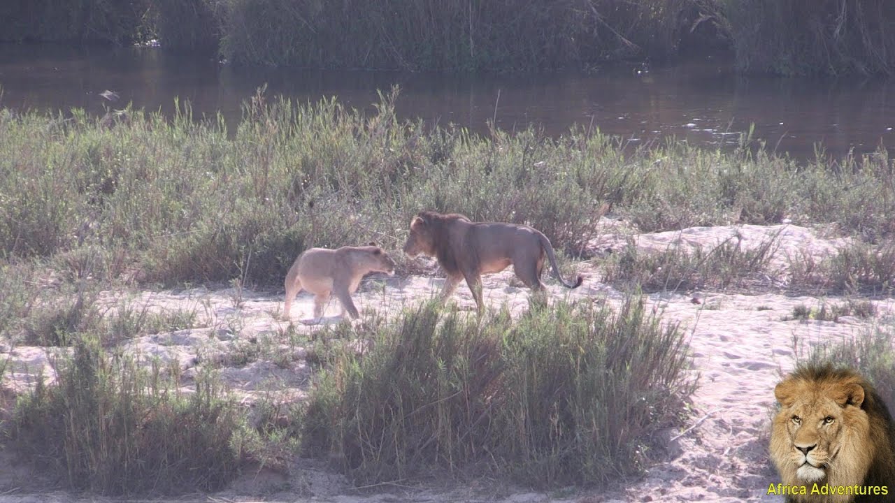 Male Lion Rejects Lioness In Heat... - YouTube
