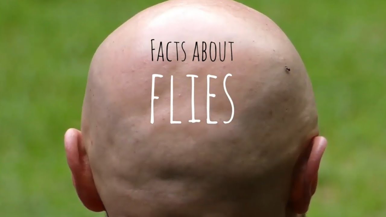 interesting facts about flies - YouTube