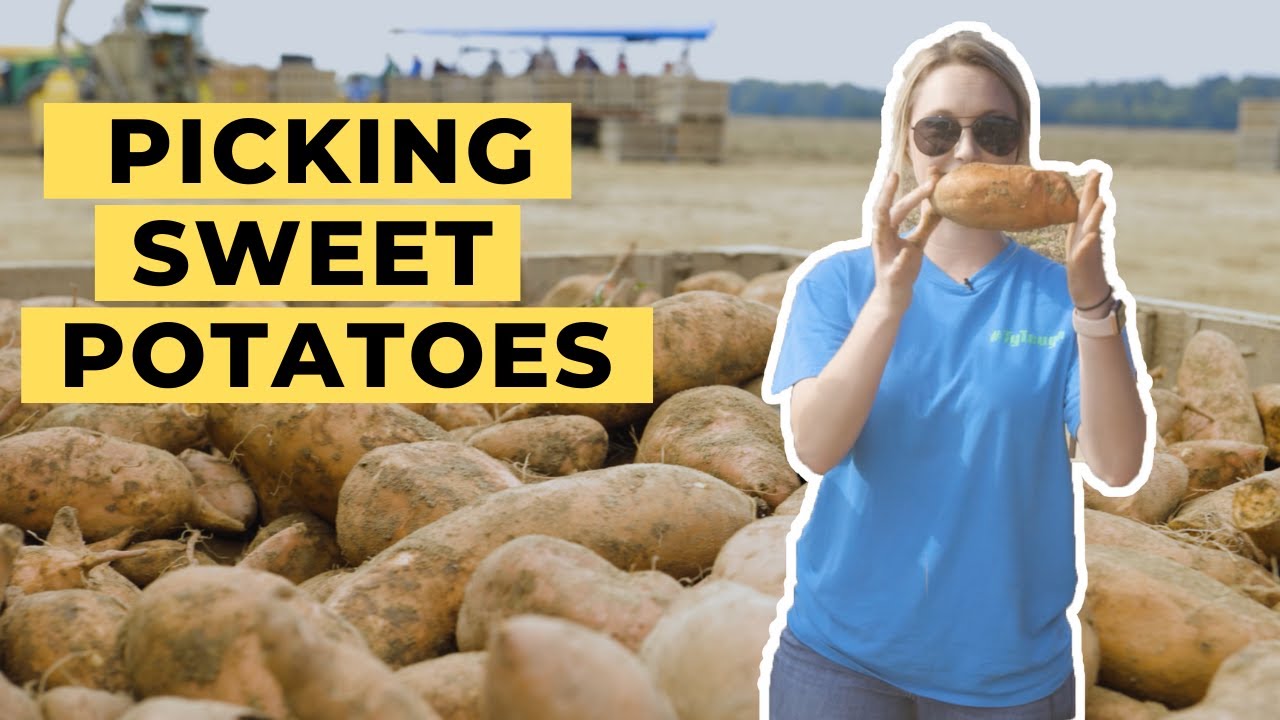 Filthy Farm Jobs | Sweet Potato Lessons with Lindsey | S1E3 - YouTube