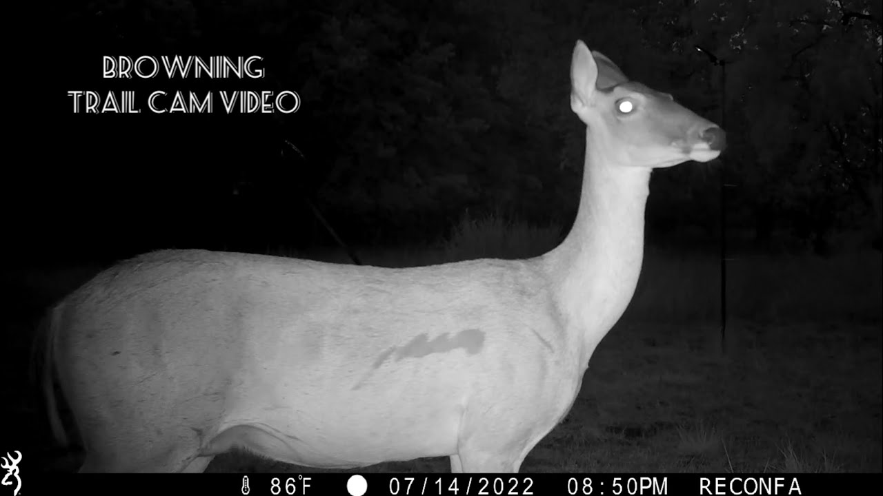Browning Recon Force Advantage Trail Camera Video July 13-15, 2022 ...