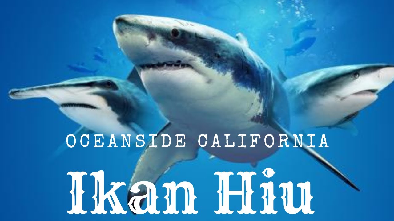 TAK SENGAJA DAPAT MANCING IKAN HIU EKOR PANJANG (THRESHER SHARK) - YouTube