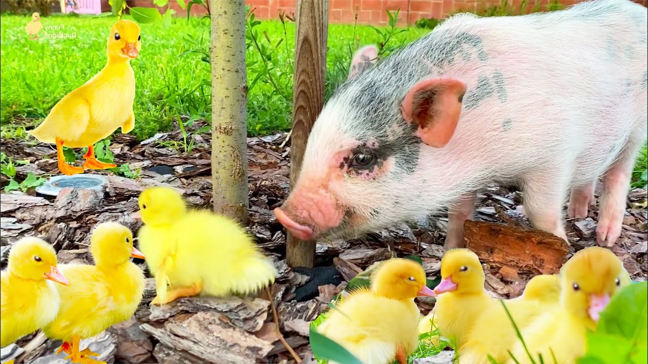 Best mix of funny ducklings, ducks, pig - YouTube