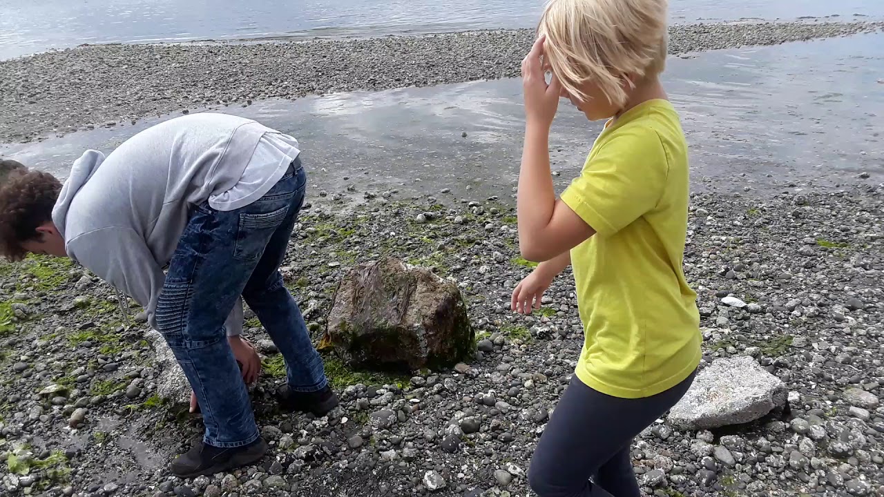 Rock Flipping for crabs at Saltwater State Park - YouTube