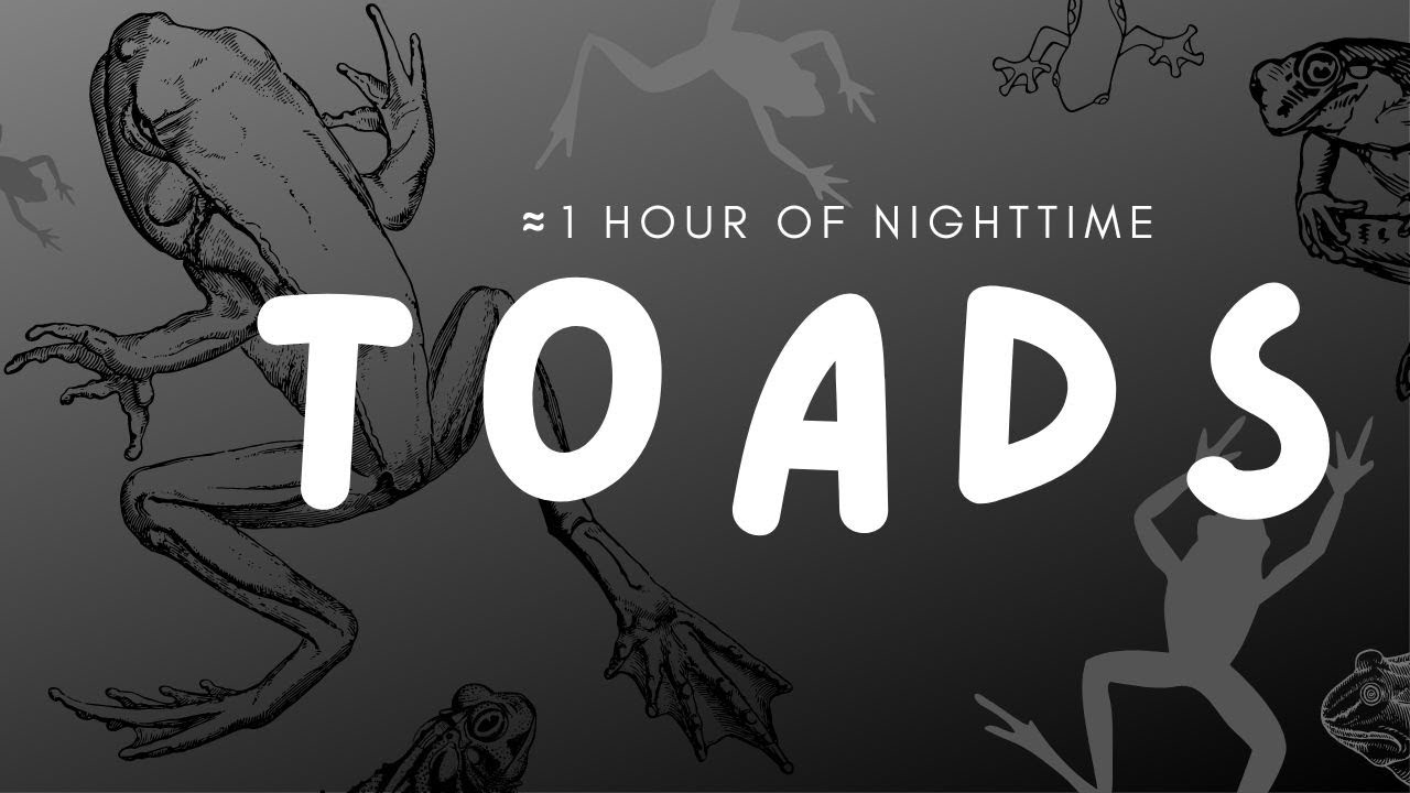 ~1 Hour of Nighttime Toad Sounds for Relaxation - YouTube