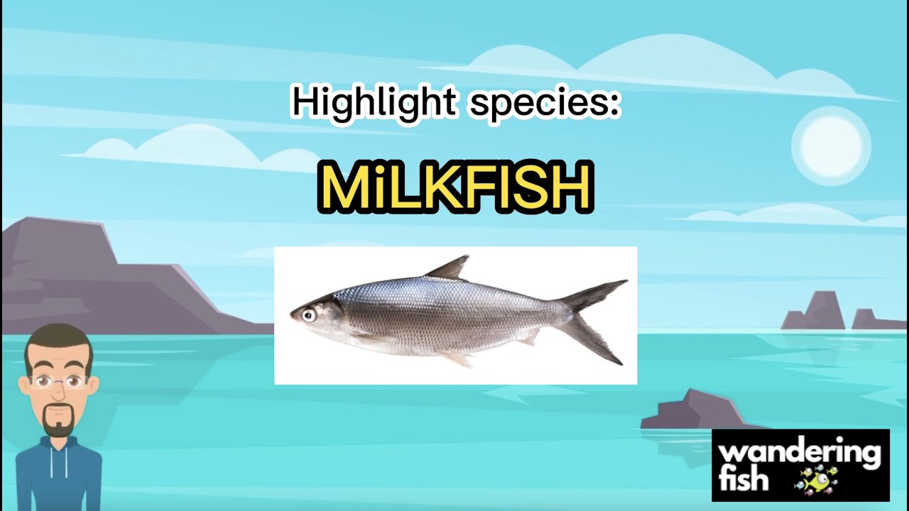 Feature fish: Milkfish - YouTube