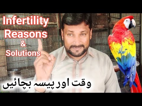 Infertility in Birds Reasons and Solutions || Raw Parrot Breeding Setup ...