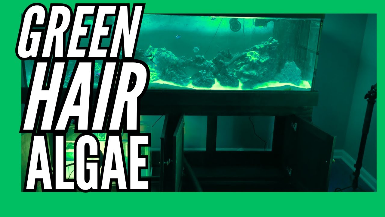 Green Hair Algae Explosion in my Saltwater Aquarium - YouTube