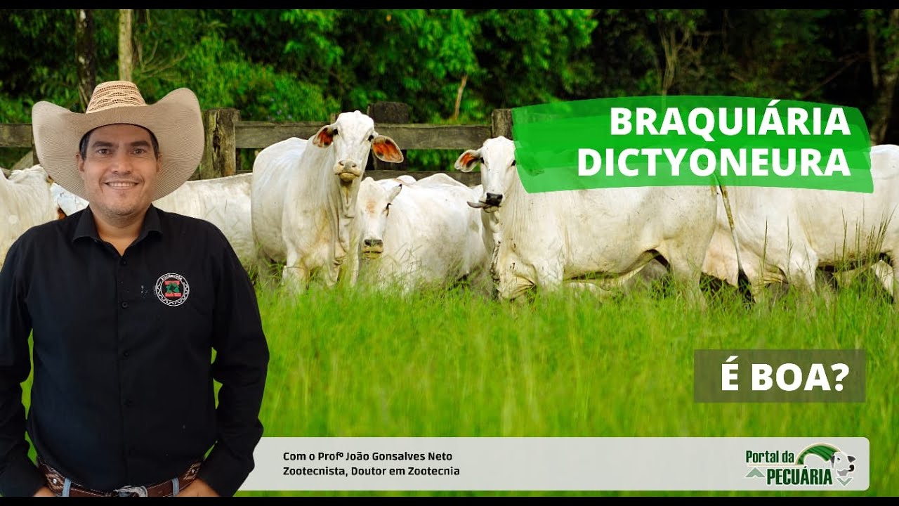 Braquiária Dictyoneura é boa? - YouTube