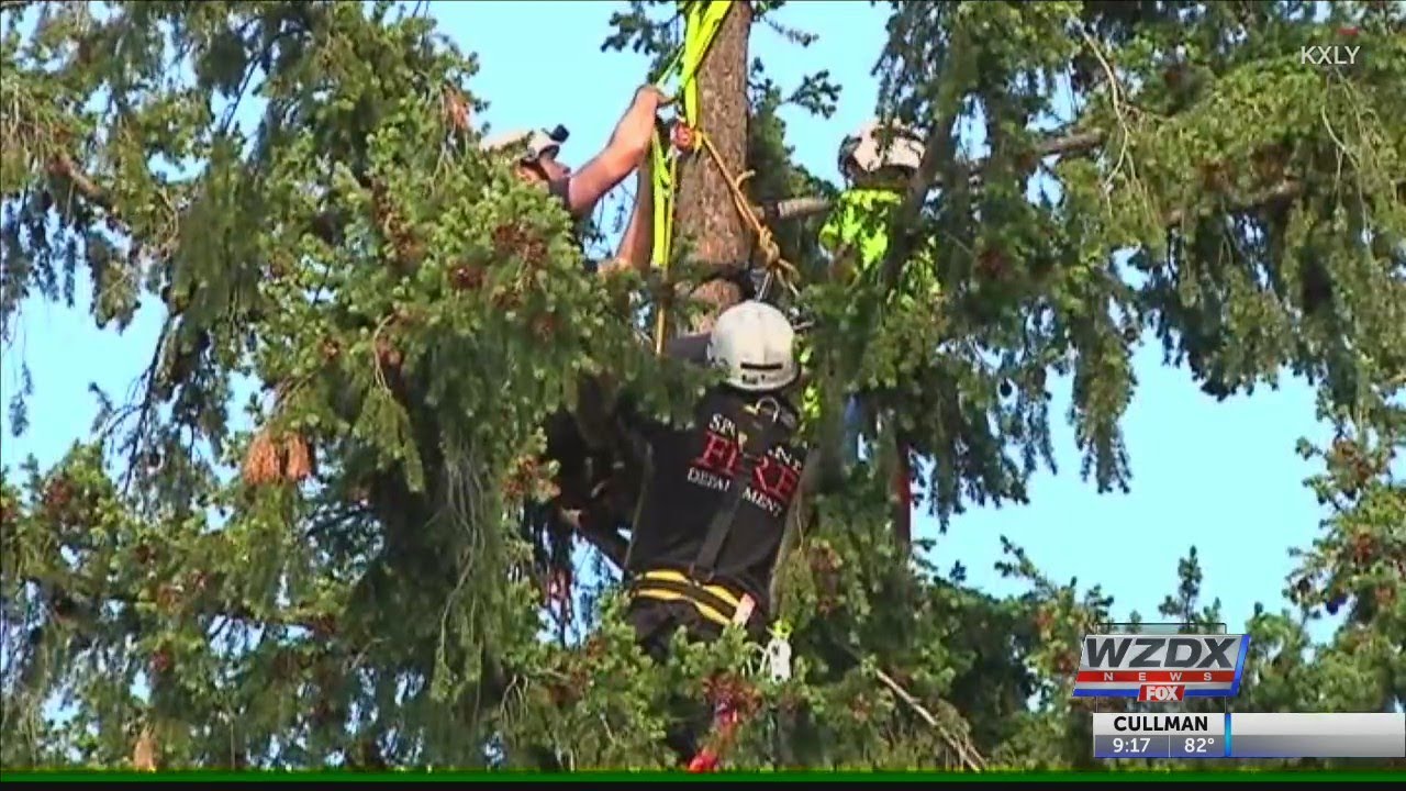Boy gets stuck in 80-foot tree! - YouTube