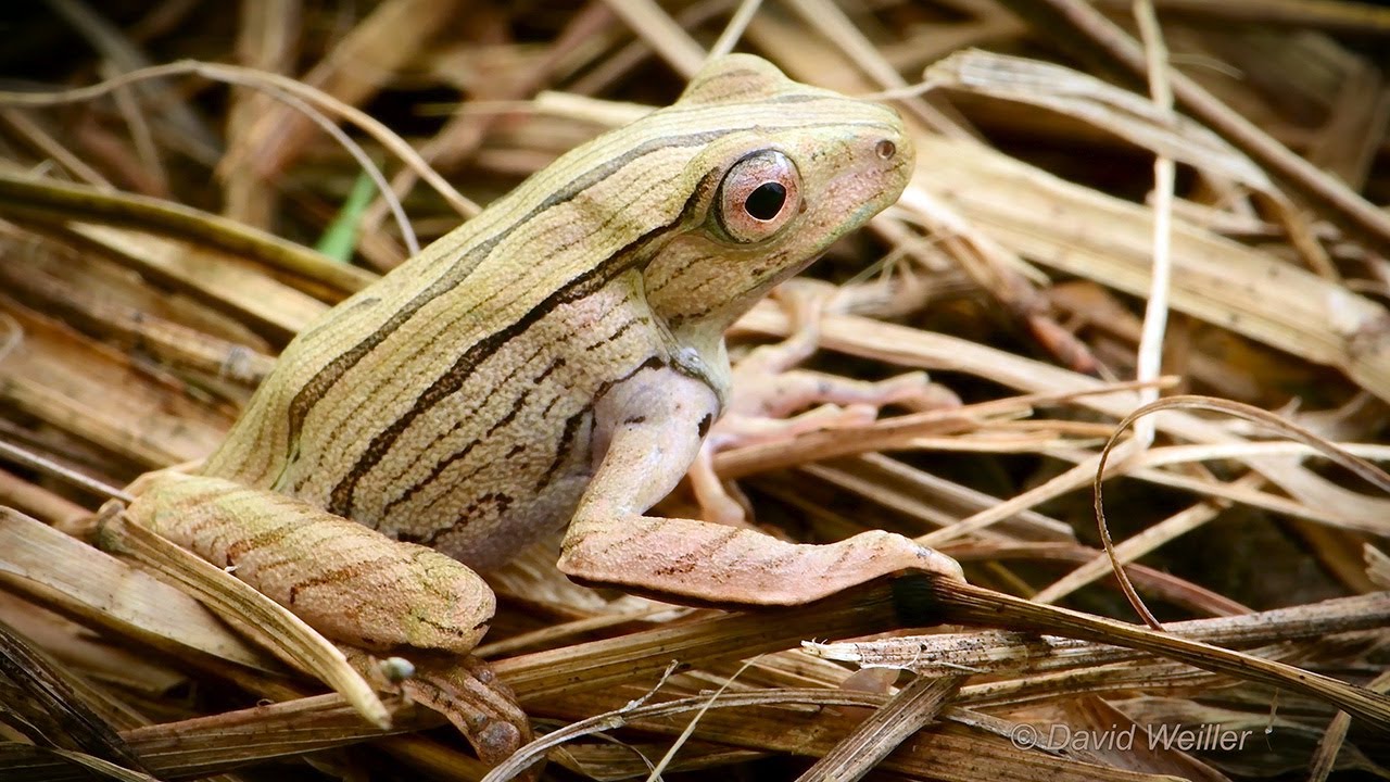 Can you Spot This File-Eared Tree Frog? - YouTube