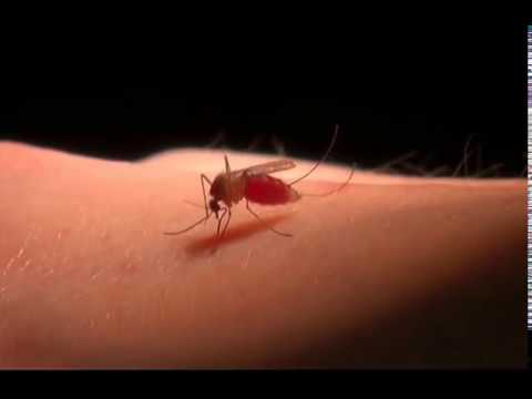 Mosquito (Culex pipiens form molestus) feeding - YouTube
