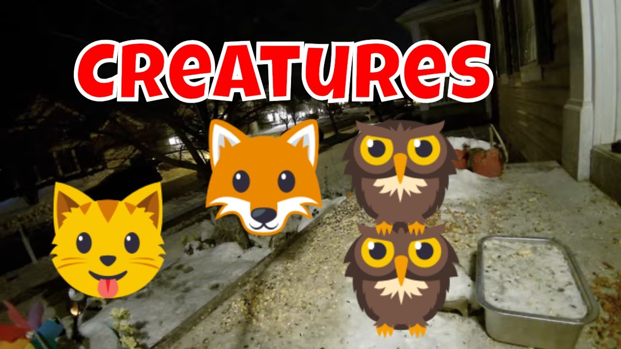 God's Beautiful Creatures Live Cam! 🐾 - YouTube