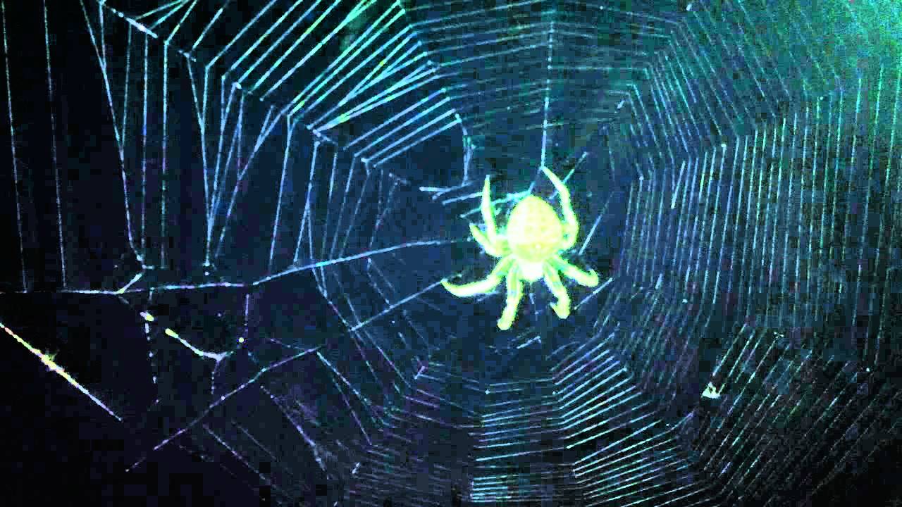 CRAZY LARGE SPIDER IN HUGE WEB! - YouTube