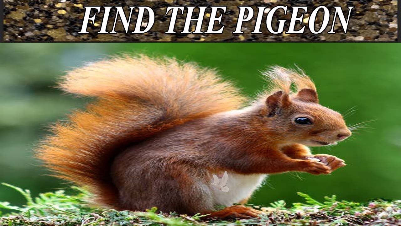 Find The Hidden Object | Hidden Object Game | AR Entertainment | Brain ...
