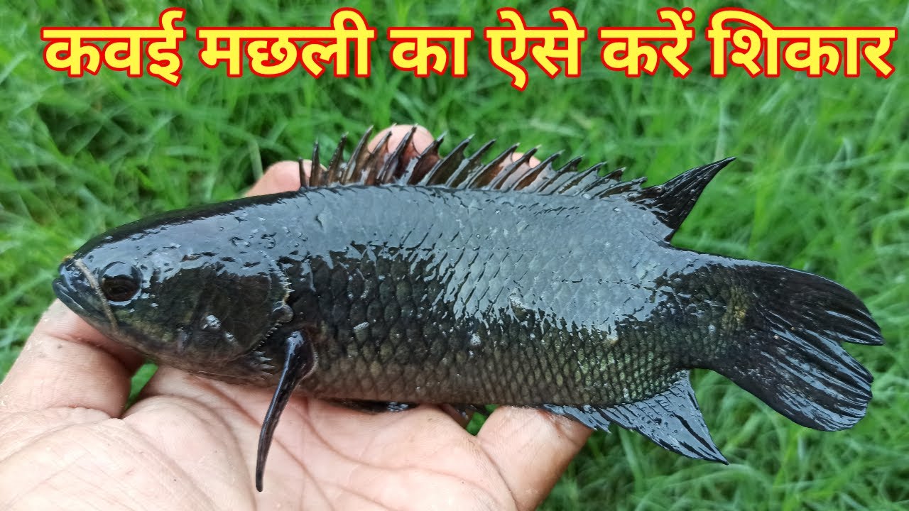 कवई/केवई मछली का शिकार इस तरह करें || कवई मछली के बारे में जानकारी ...