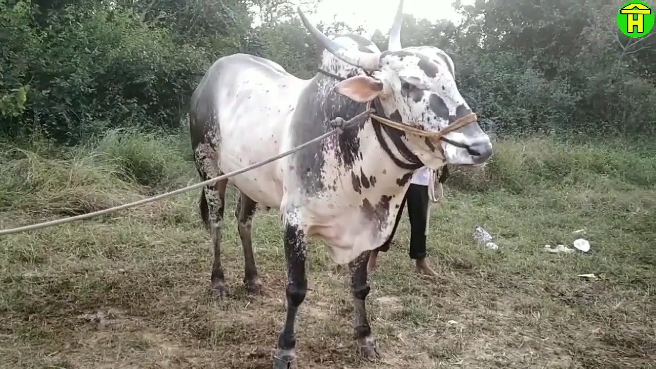 || Powerful Khillar Racing Bulls of Kuppatgiri and M k Hubli Running in ...